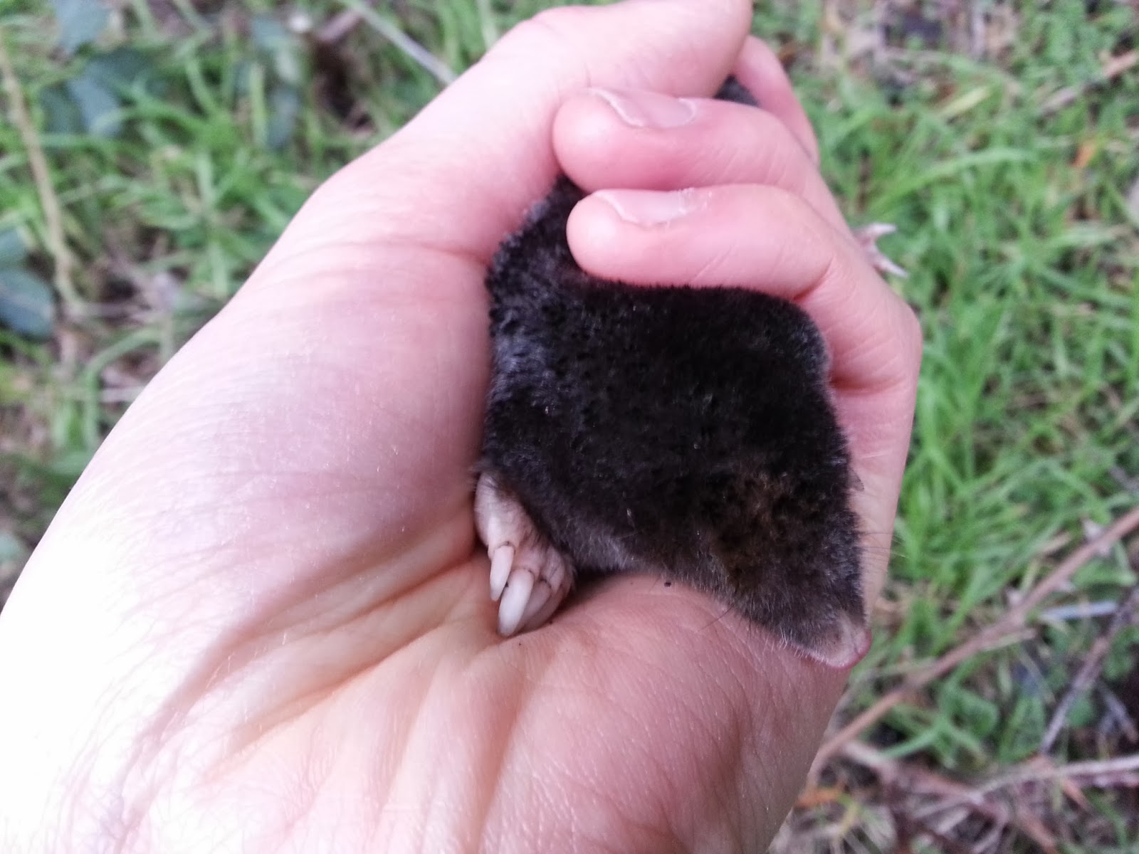 Leo du Feu - Landscape, Art, Nature, Birds: A mole, on towpath, in ...