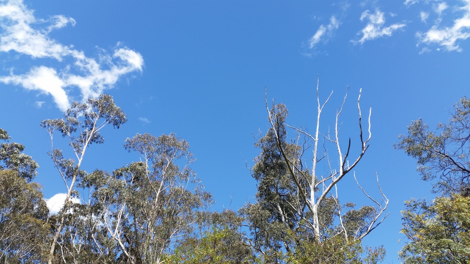 brain fart: Blue Mountains