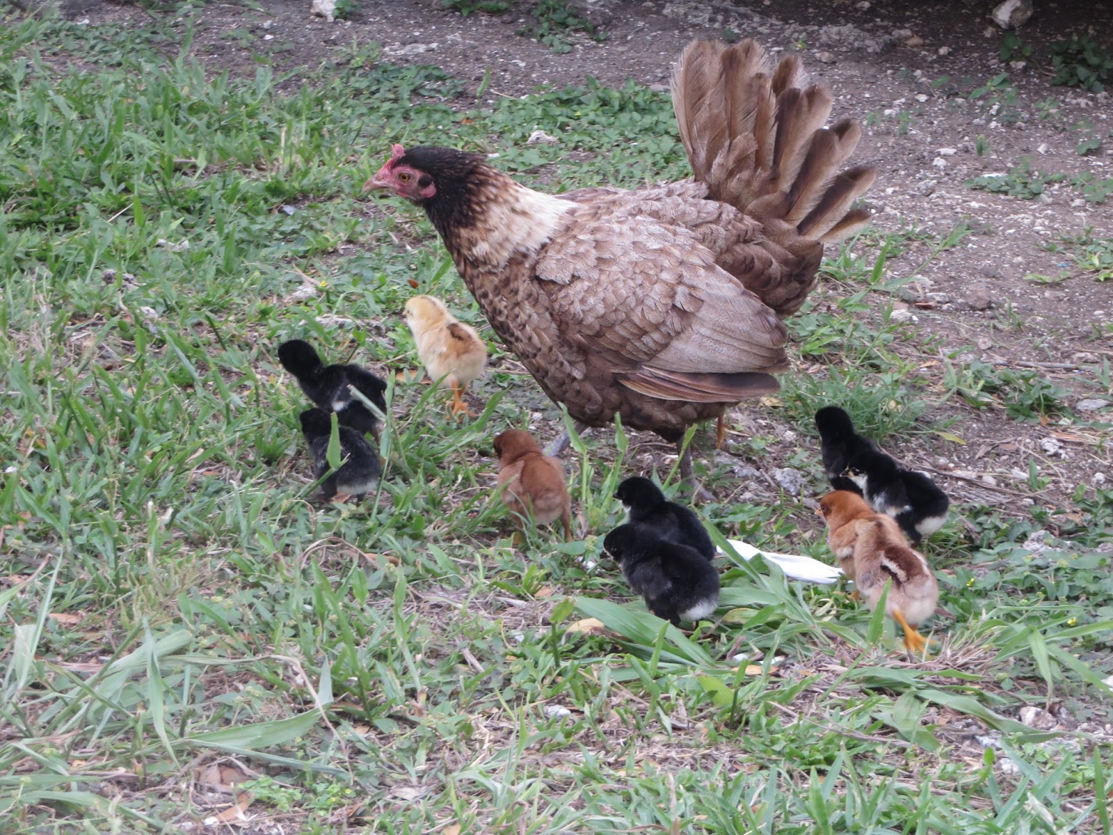 Hursts in Micronesia: March 2014