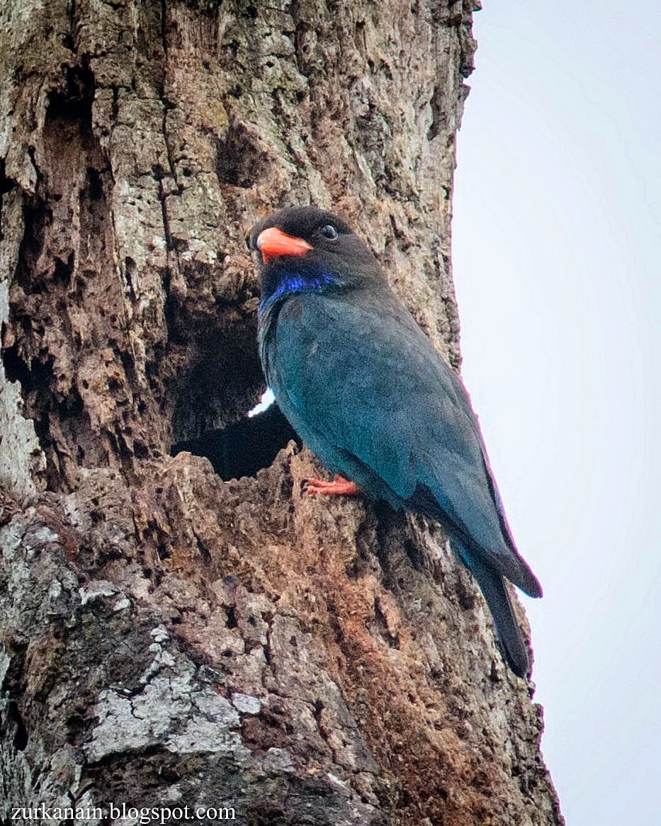 Zul Ya - Birds of Peninsular Malaysia: Dollar Bird
