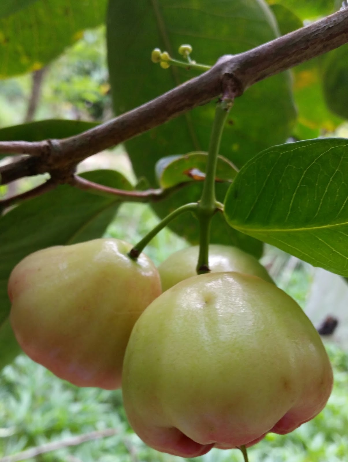 Warisan Petani: Jambu Oh Jambu
