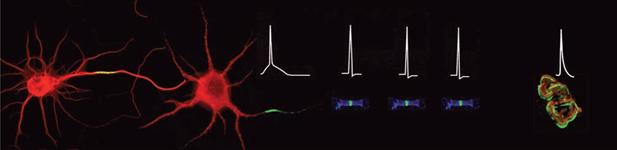 Axonal initial segment ~ Advanced Neurobiology