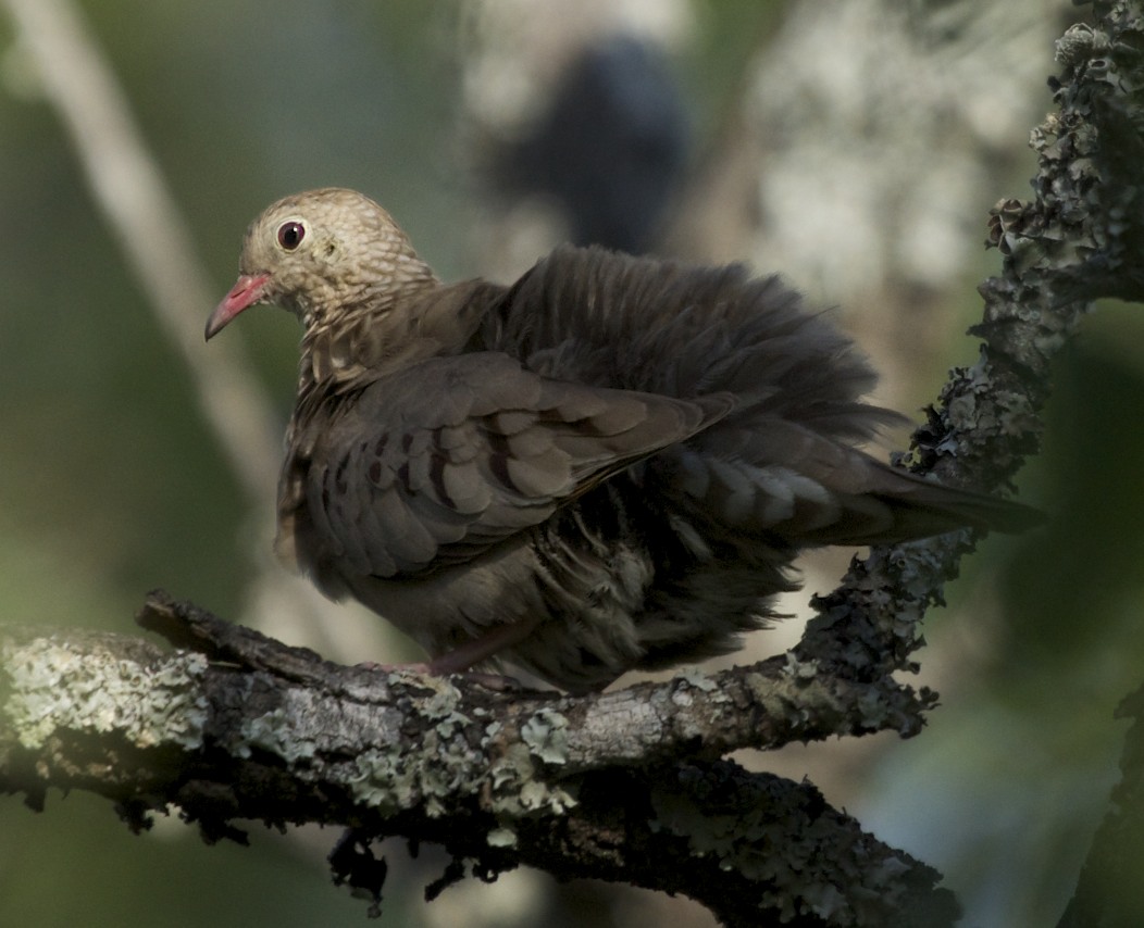 Butler's Birds: Texas Revisited: The First Inkerrsion, Government ...