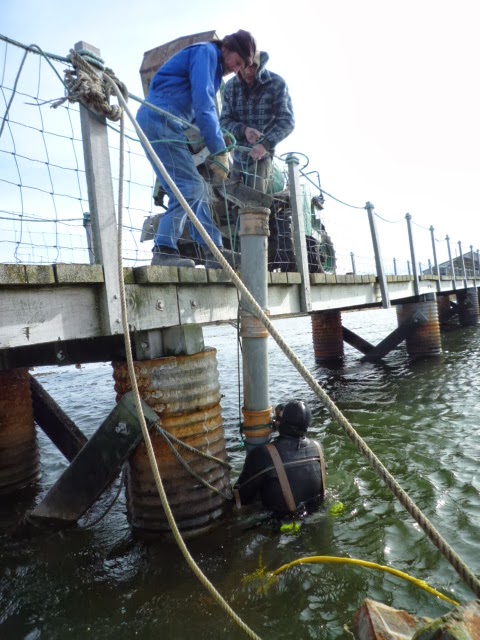 Island farming in the Falkland Islands: Diving Buddy