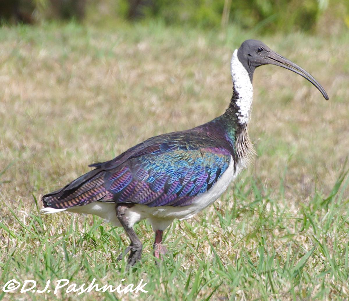 Sandy Straits and Beyond: Ibis