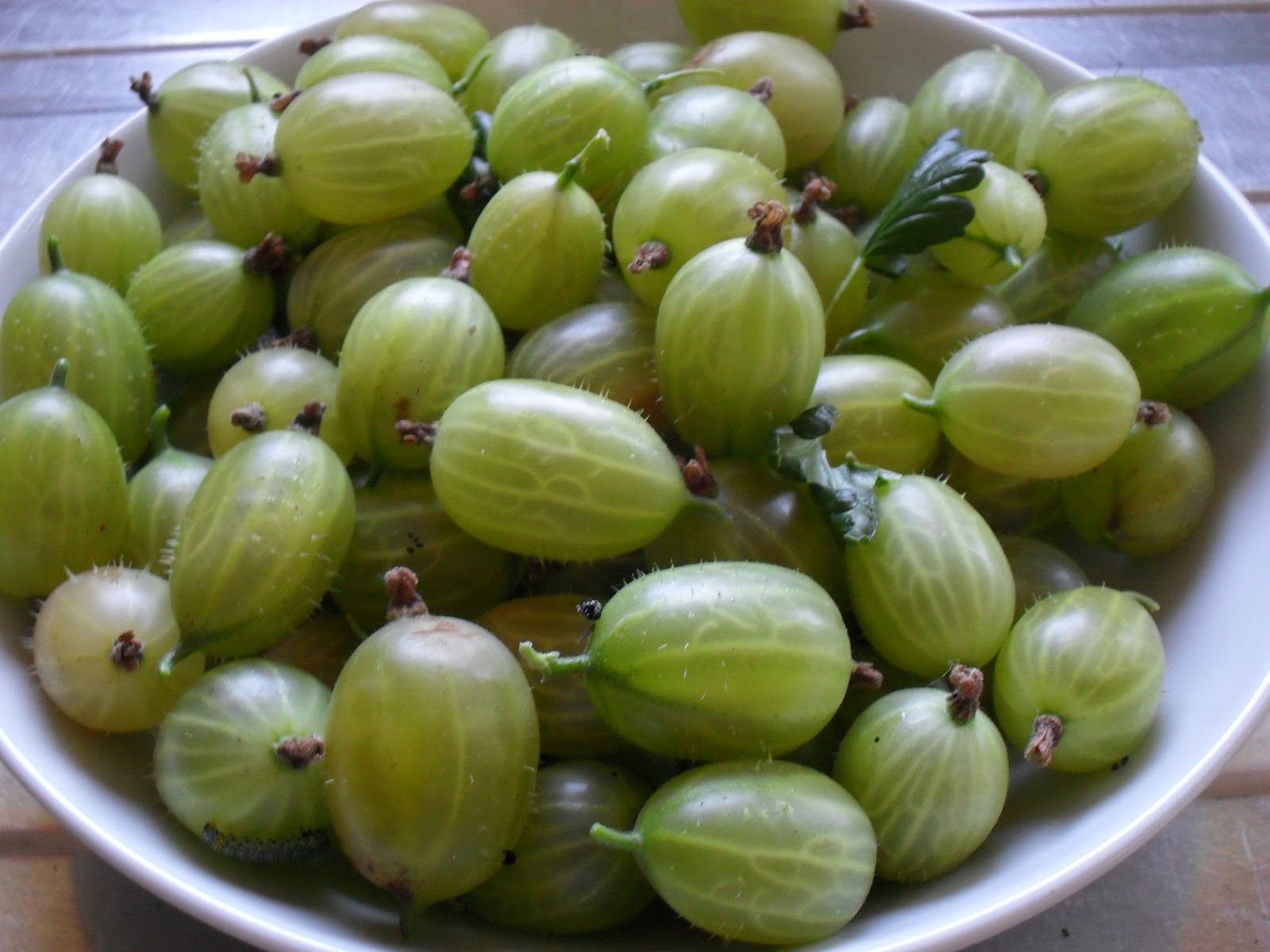 T h e R o s e b a n k D i a r i e s: Gorgeous Goosegogs