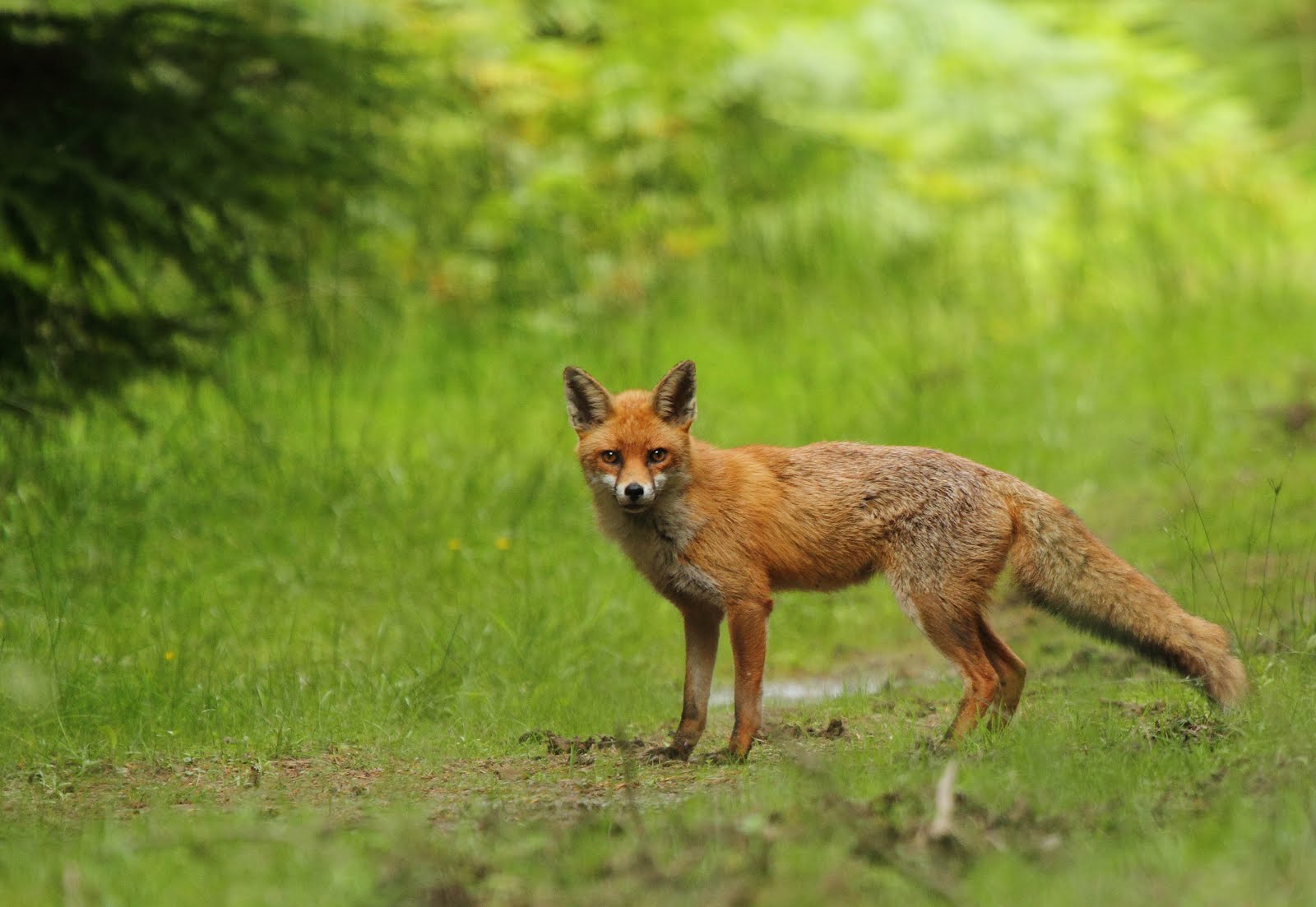 Forest of Dean Wildlife & Nature Diary: The Fox!