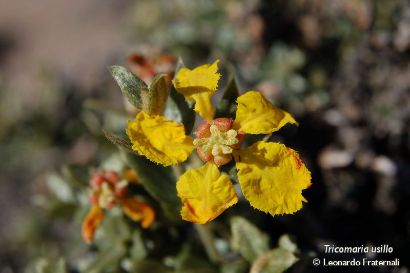Argentina nativa: Usillo (Tricomaria usillo)