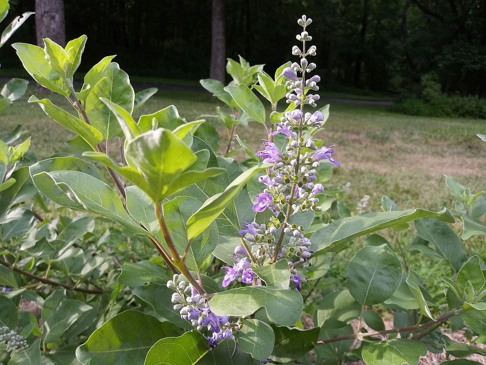 Future Plants by Randy Stewart: Vitex - the Chaste Tree family