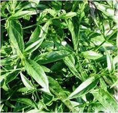 Buku Herbal: Manfaat Sambiloto