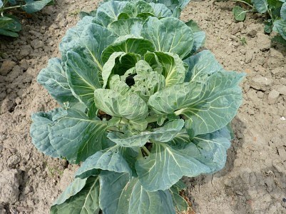 PLANTAS MORENAL: REPOLLO -- Brassica oleracea