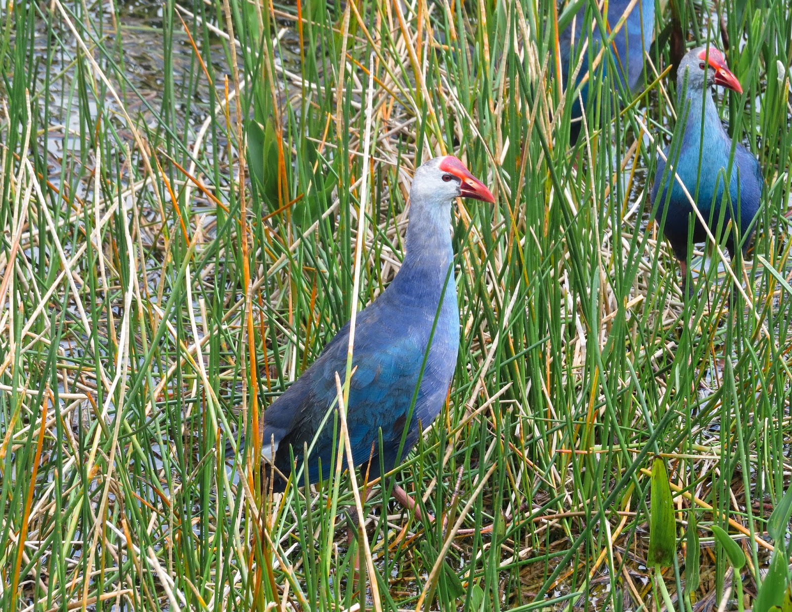 Pixie Birding: MEGA!! Purple Swamphen at Minsmere - should it get ...