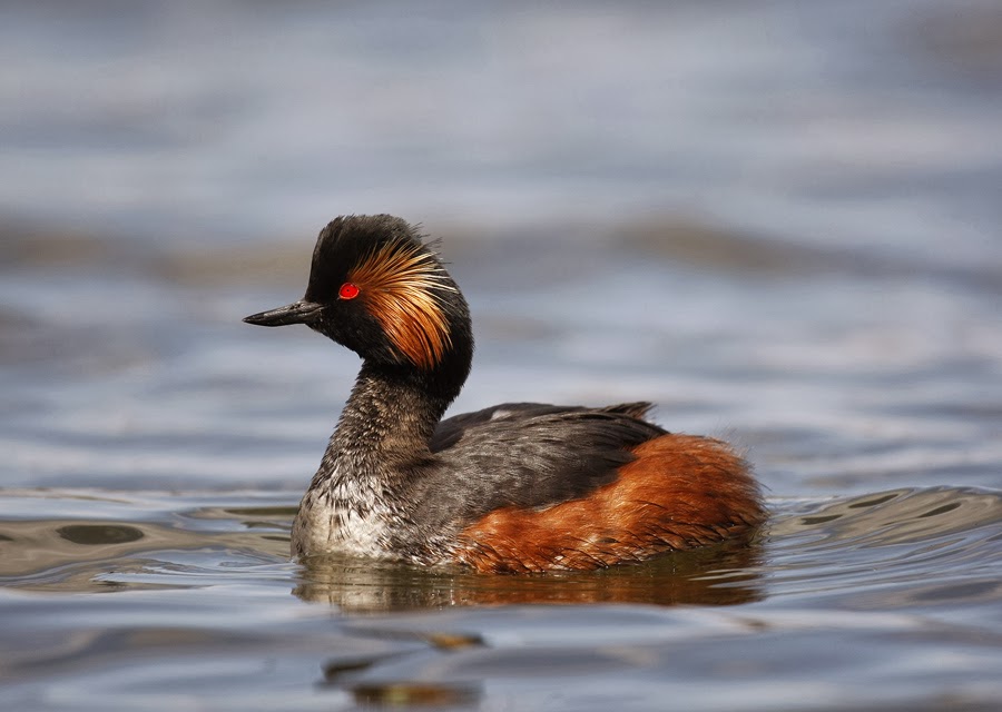 Rare & Scarce Birds In Britain