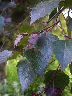 The Ornamental Border at Bradner Gardens Park: Sensory Garden Plant List