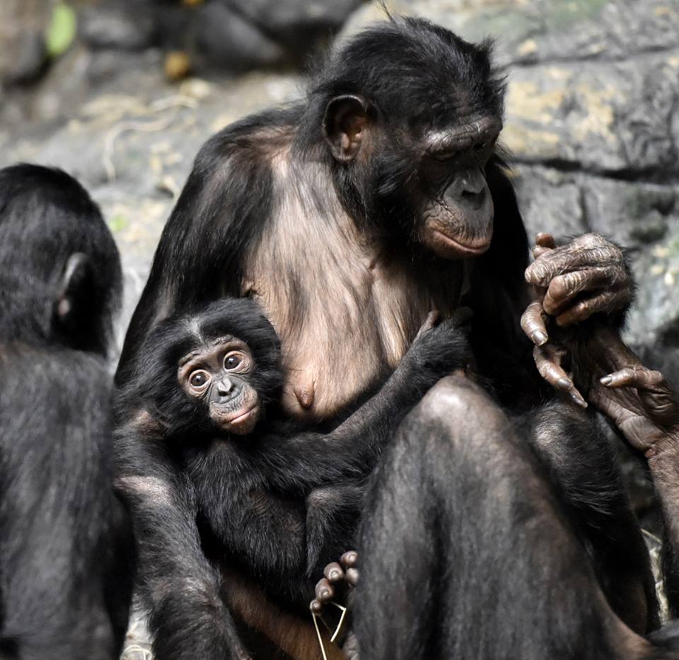 GRANDES SIMIOS PATRIMONIOS VIVOS DE LA HUMANIDAD: septiembre 2016
