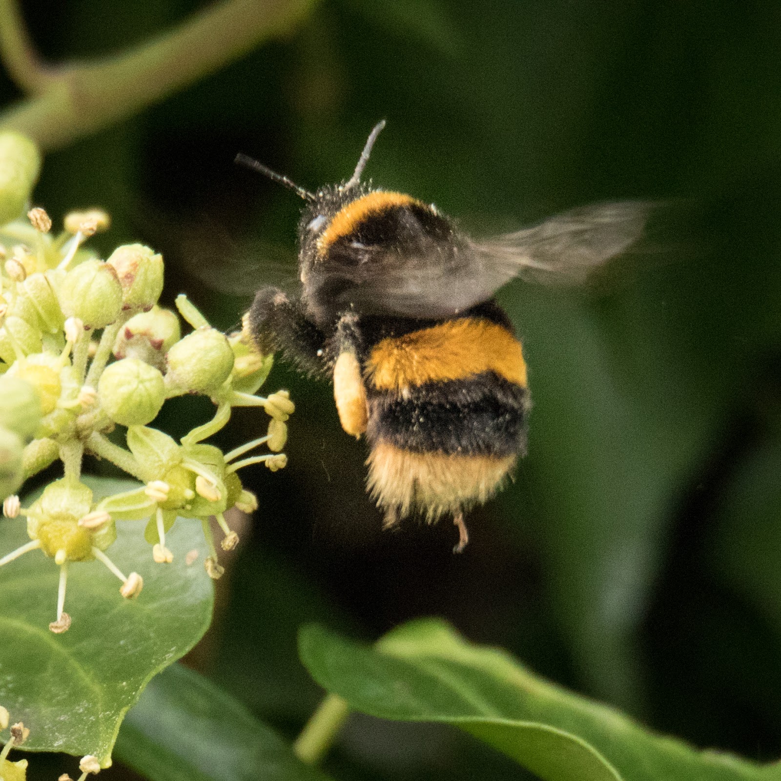 TrogTrogBlog: Winter active bumblebee