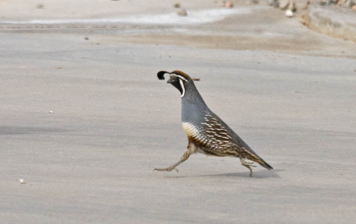 ID: Hybrid California x Gambel's Quail - Greg in San Diego