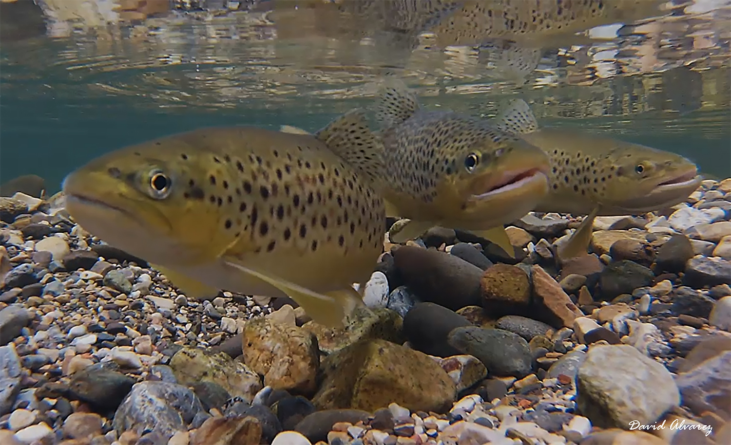 Naturaleza Cantábrica: La "nueva especie de trucha", el paradigma de la ...