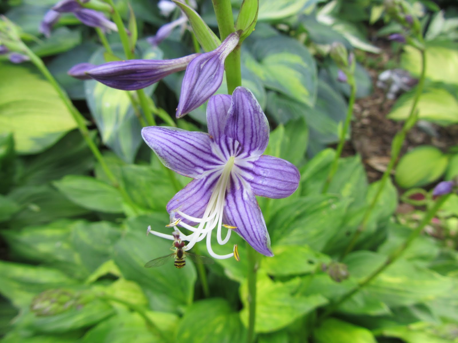Cheesehead Gardening: The often overlooked hosta flower