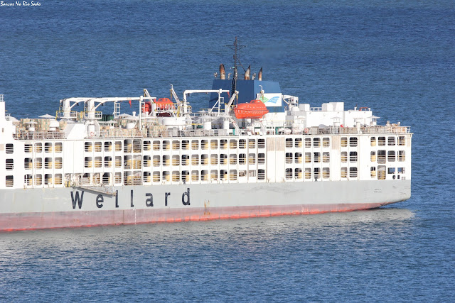 Barcos No Rio Sado: Ocean Swagman, o transportador de gado vivo