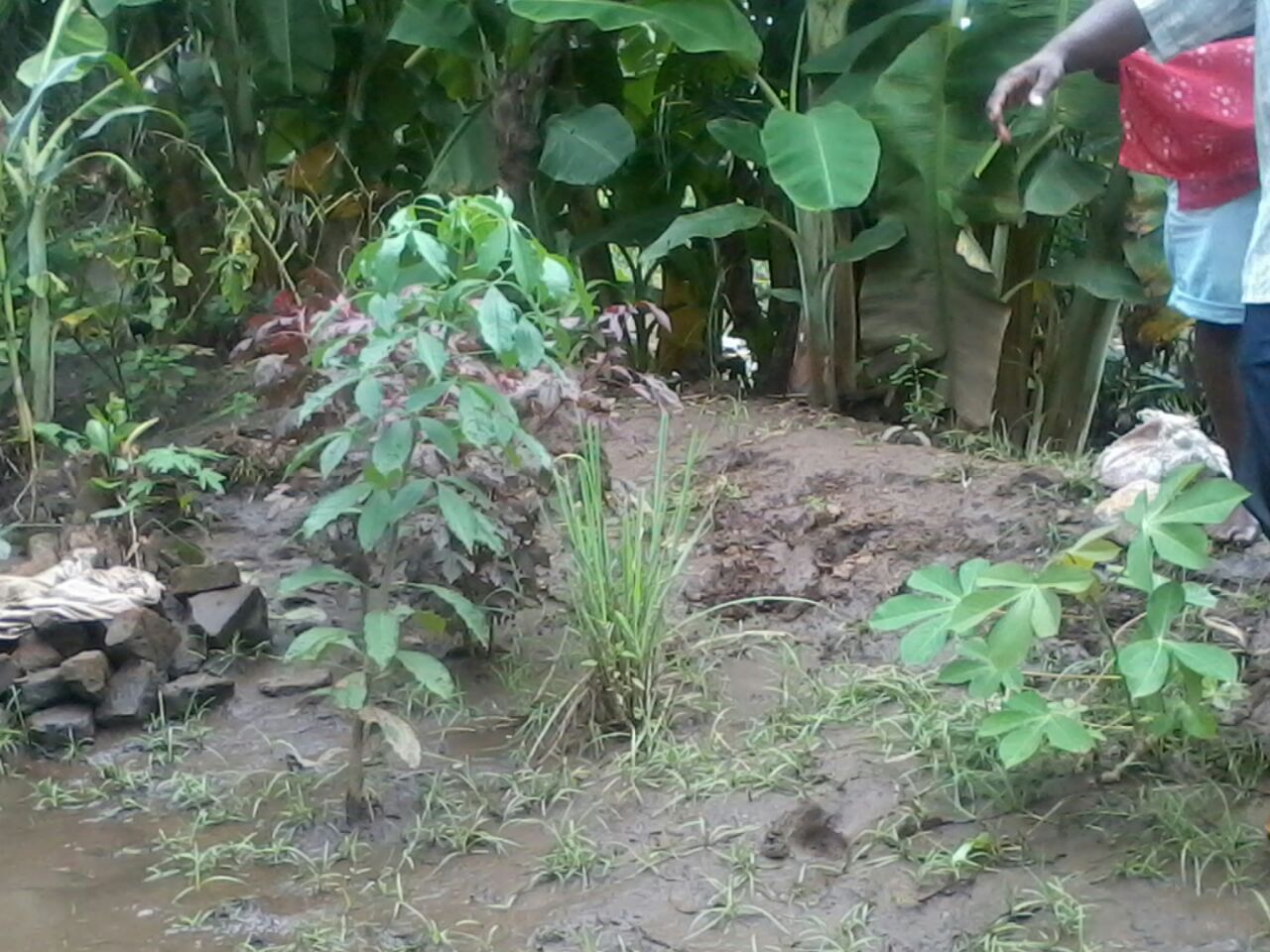 TAZAMA PICHA ZA MAFURIKO IFAKARA,MOROGORO - Madibadc