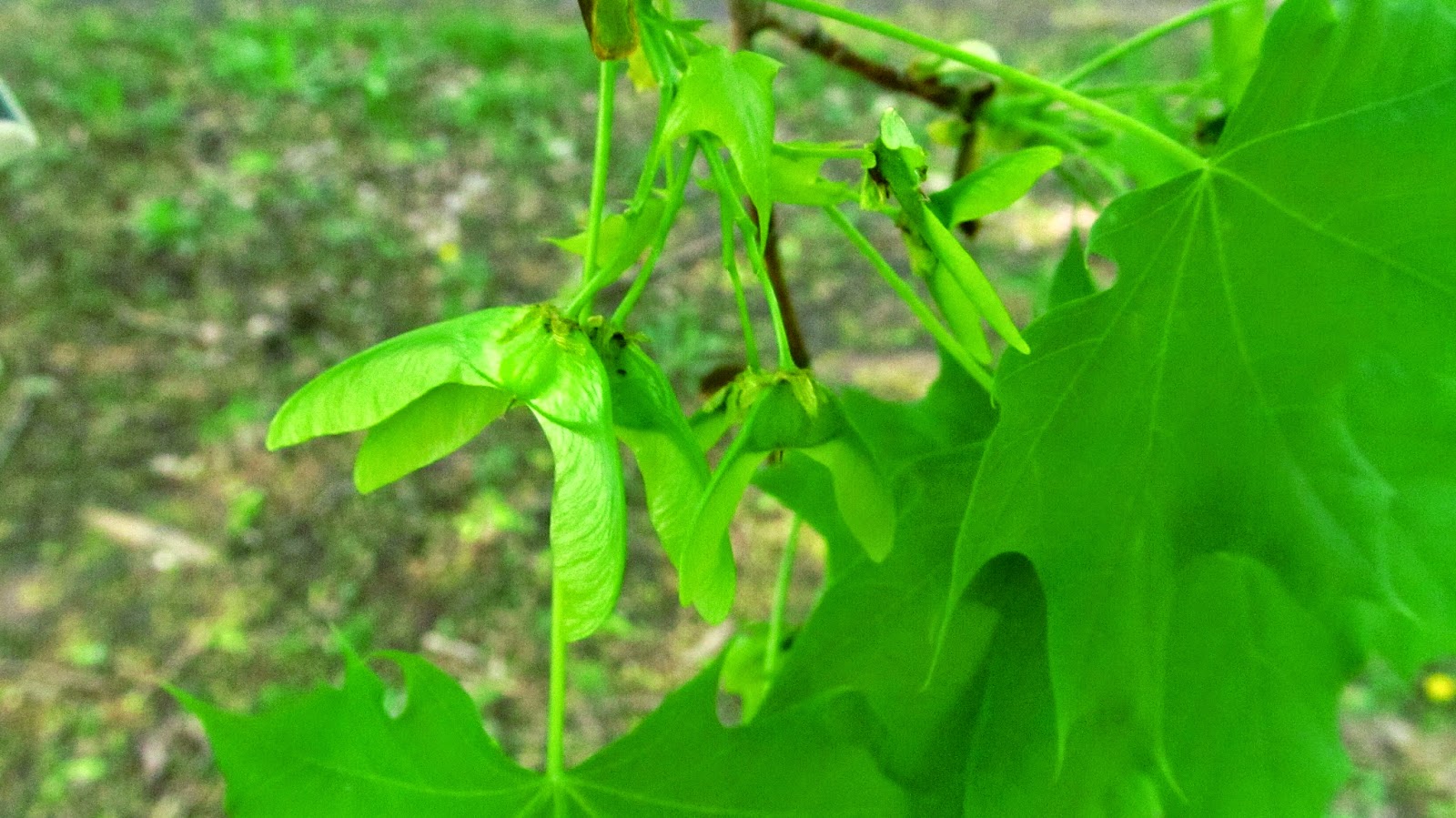 Wandering in Canada: Keys - Samaras - Samares