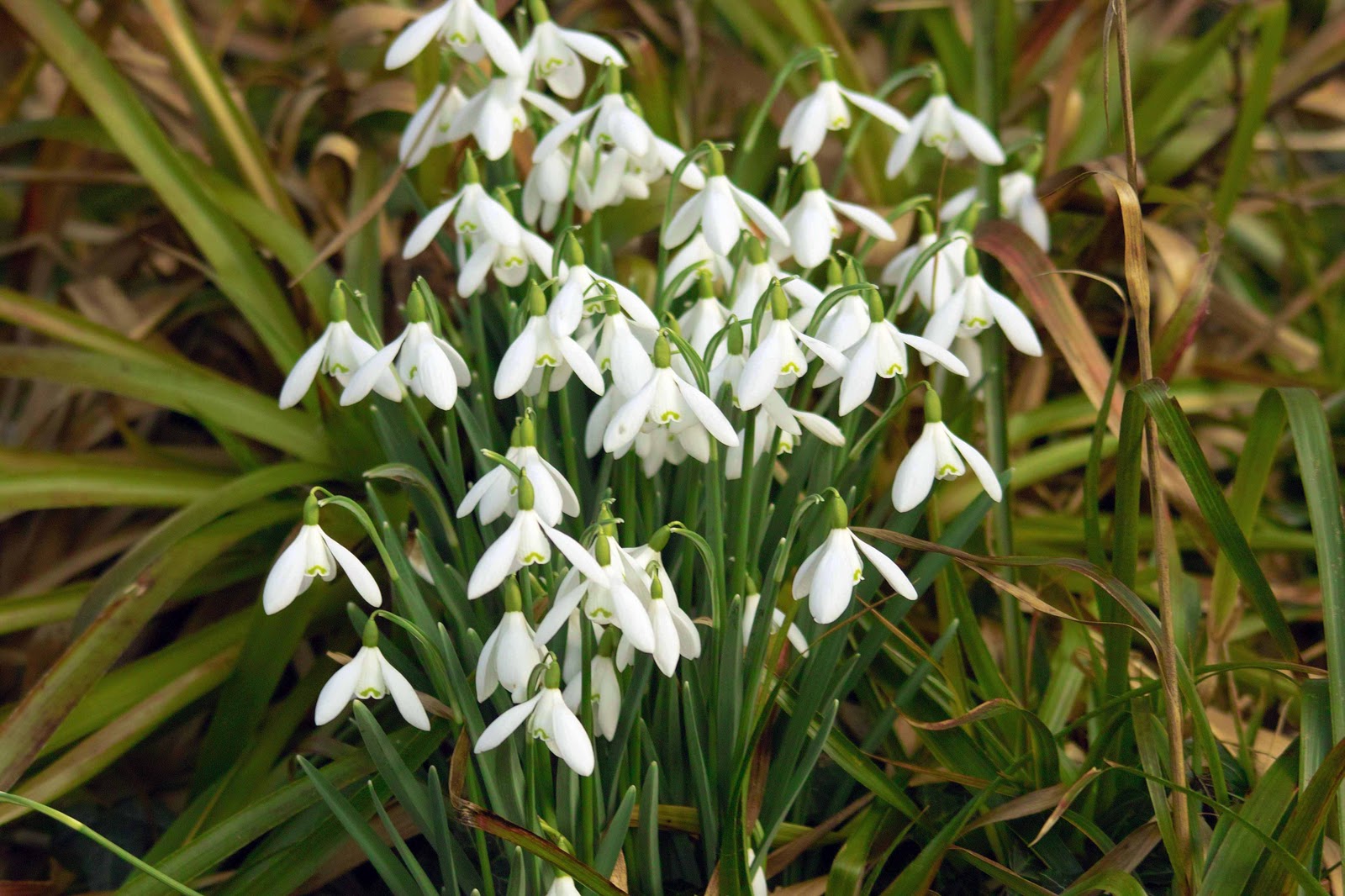 Derek Bird Brain: Spring is just around the corner.......I hope