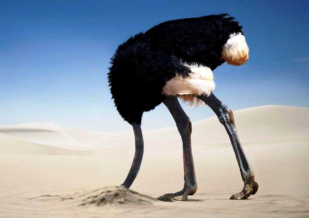 "S" obéit et "R" agit: L'autruche