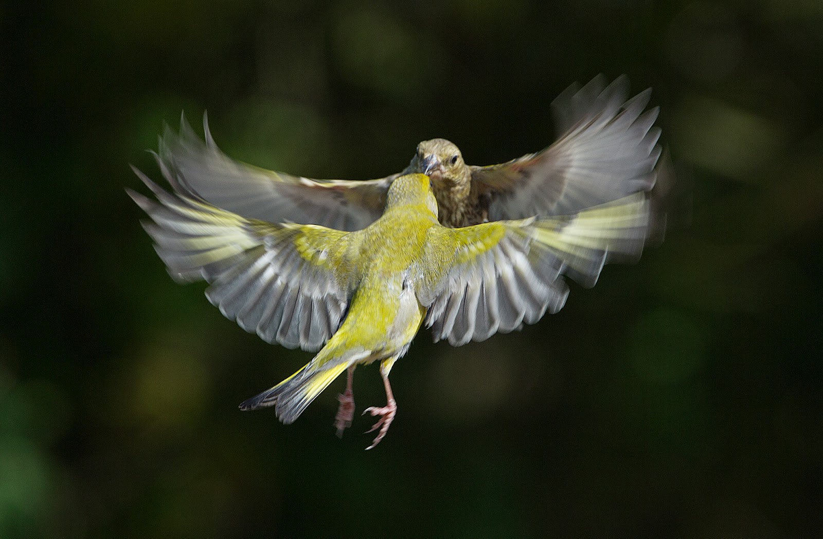 Kenny Isaksson Wildlife Photographer: Fota flygande Grönfink ...