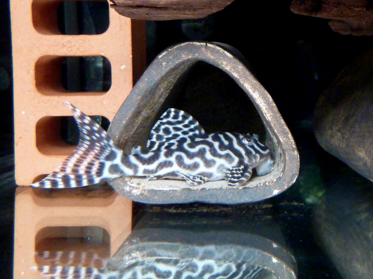 My Pleco: L236 - Hypancistrus sp. (L236)