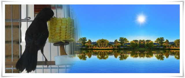 Território do Curió - Vilson de Souza - Curió Praia Clássico: História ...