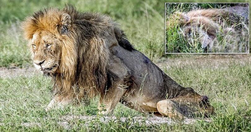Heartbreaking Pictures Show An Old Lion That Was Once A 'King' Living ...