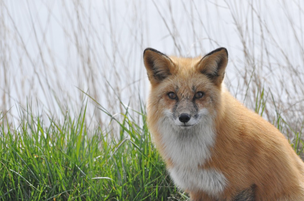 Orca Watcher: Early Spring Birding