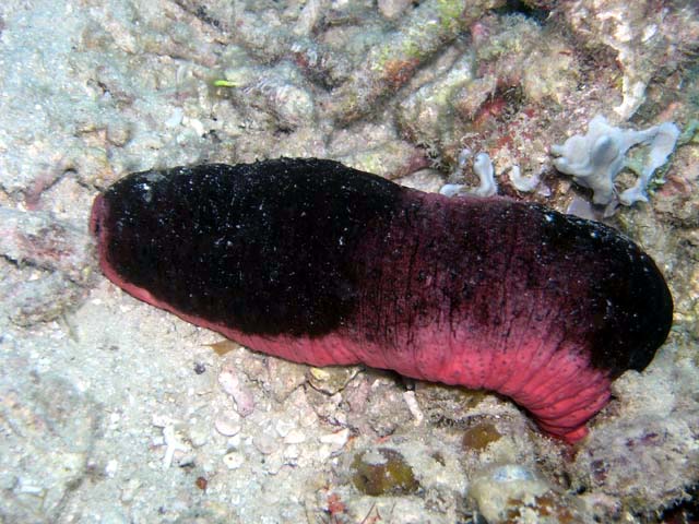 Pinkfish (Sea Cucumber) - Alfa Enterprises (PVT) Ltd. Welcome to Sri Lanka