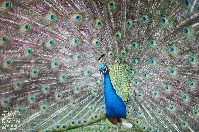 RWP Wildlife: Random Birds