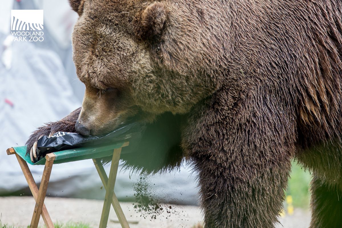 Bear Affair teaches bear smarts in the Northwest