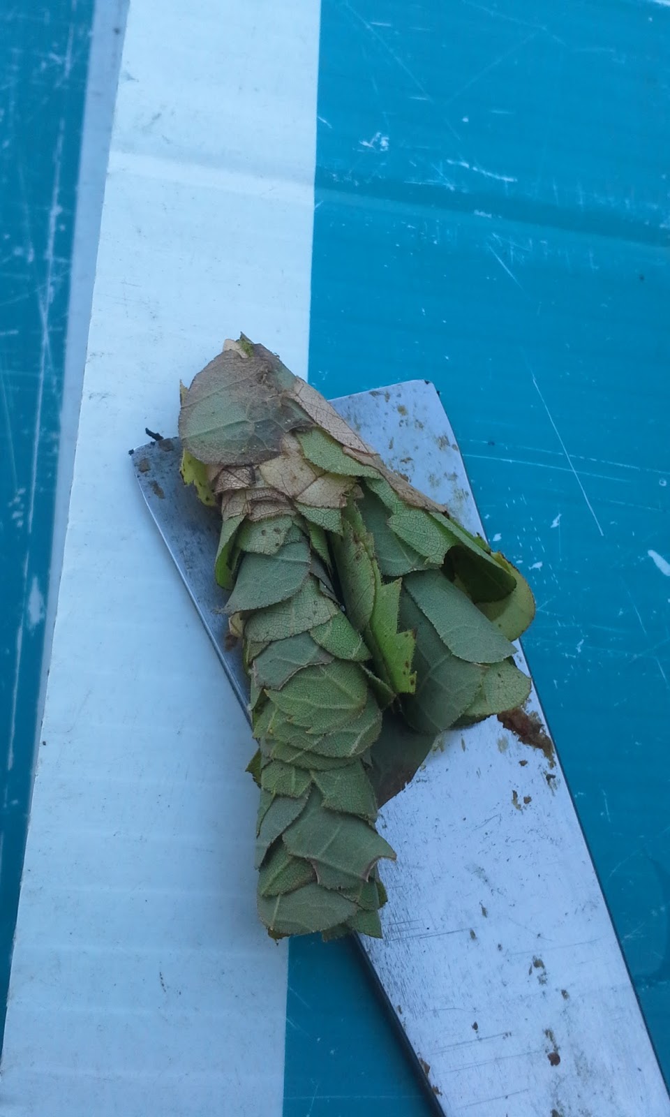 The Bee Journal: Leaf Cutter Bee Nest