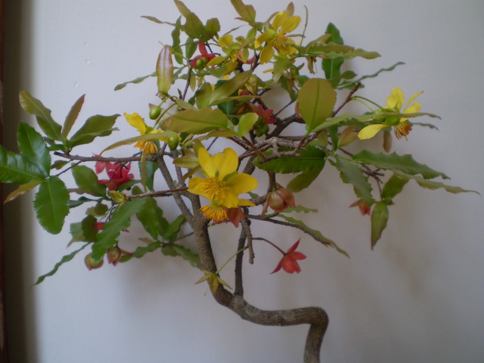 Antonio Fabiano: BONSAI (8) - ÓCNA