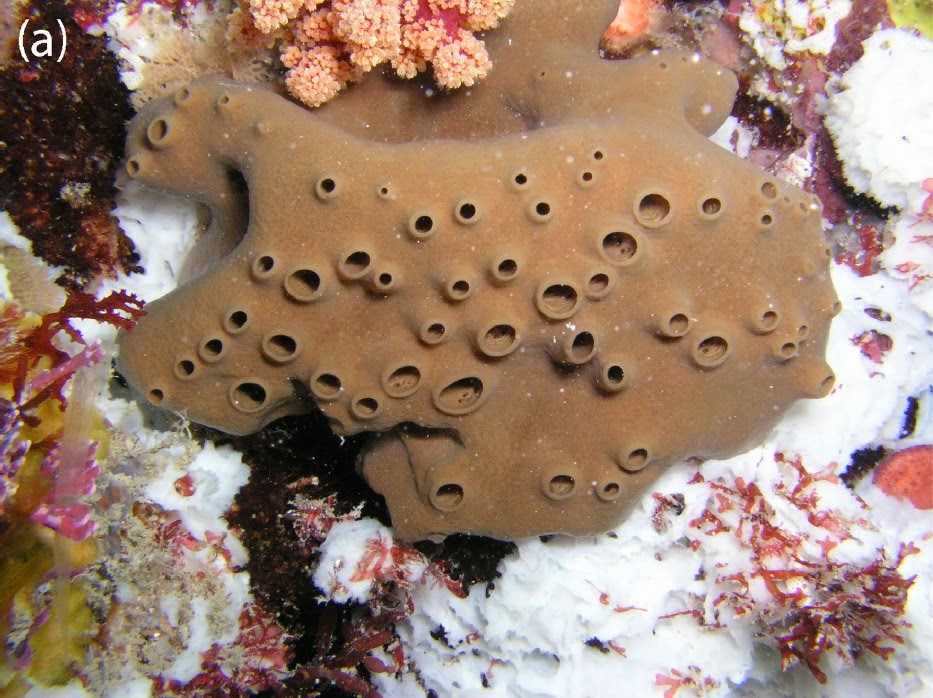 Sciency Thoughts: Thirteen new species of deepwater Sponges from the ...