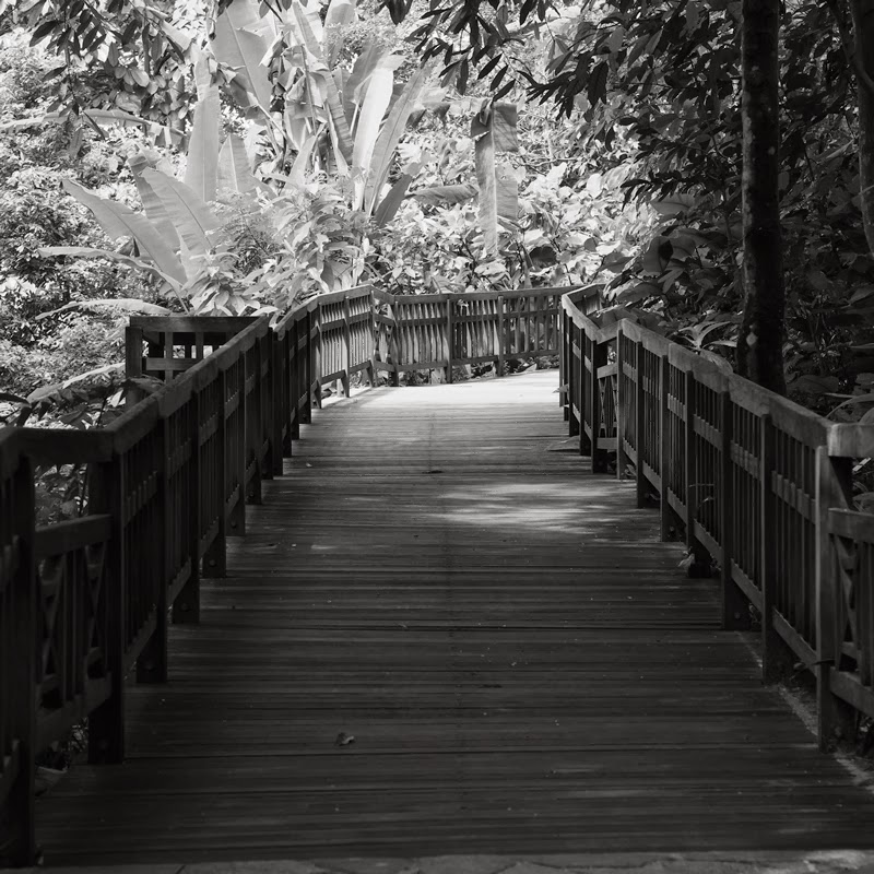Bukit Timah Nature Reserve: Hindhede Nature Park - Jefz Lim Photography ...