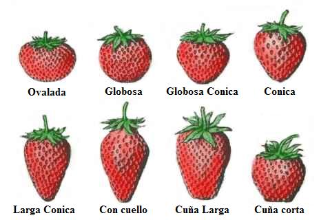 Gastronomía a Libreta Abierta, [=I=]: Tipos de Fresas