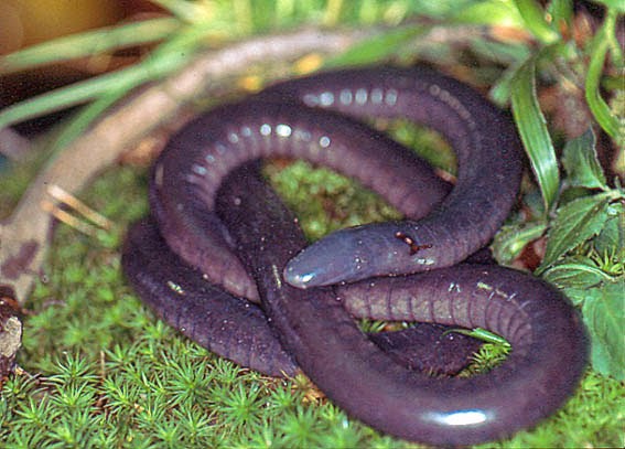 Klasifikasi Amfibia - Info Pendidikan dan Biologi