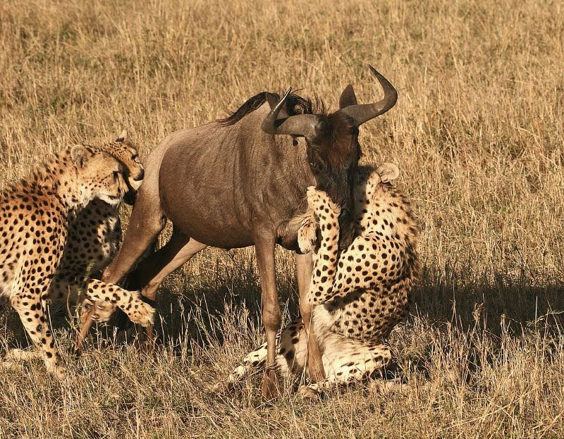 QQ Wallpapers: Animals Hunting Photos and Pictures