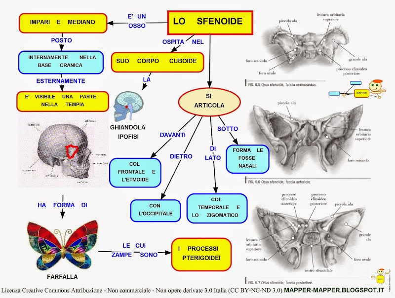 Mappa concettuale: Osso Sfenoide • Scuolissima.com