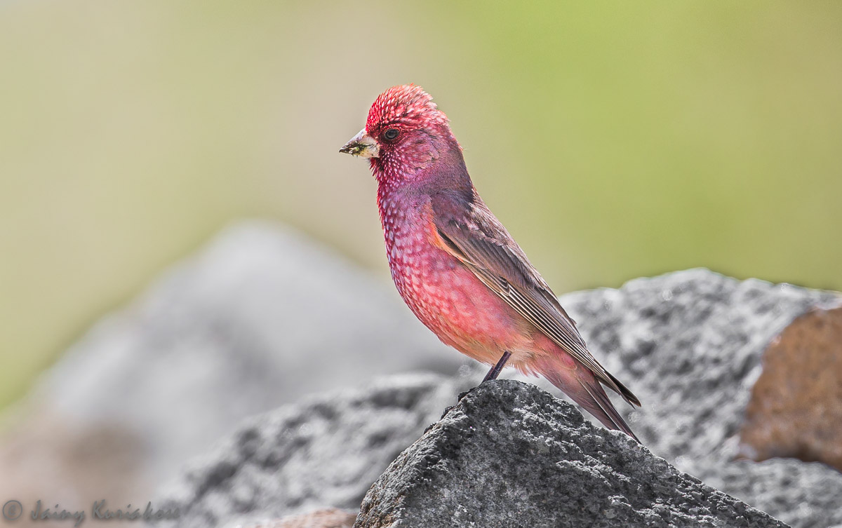 Indian Birds Photography: [BirdPhotoIndia] Great Rosefinch (Ladakh)