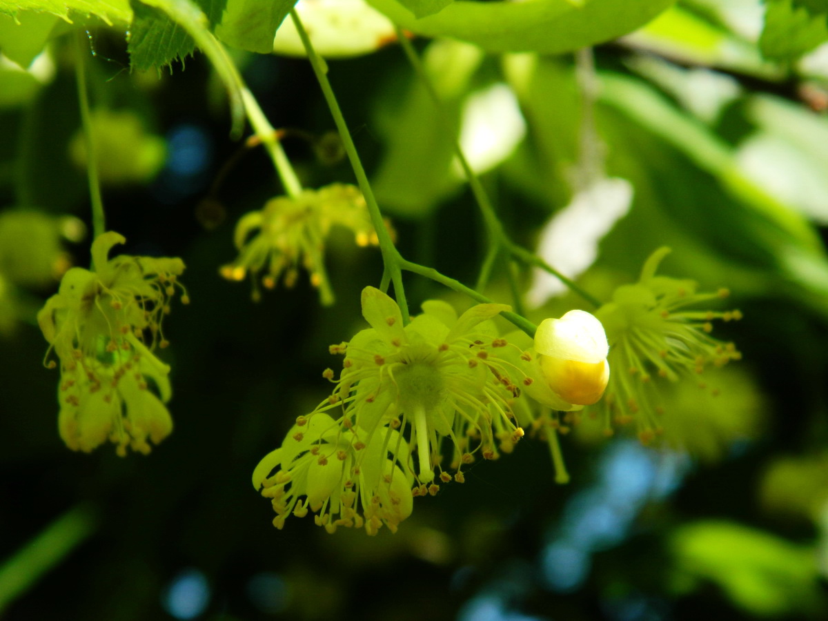 LA MULTI ANI, ROMANIA!: Flori de tei
