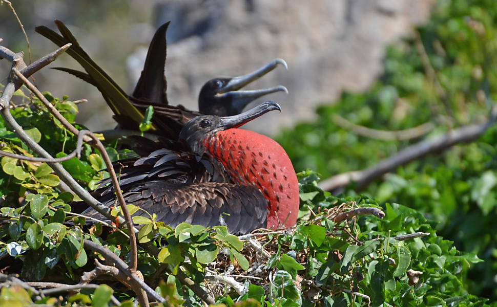 Prestes A Ressurgir: Arquipélago de Cagarras, no Rio, é mapeado com 3. ...