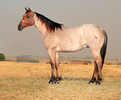 Quarto de Milha DPBF