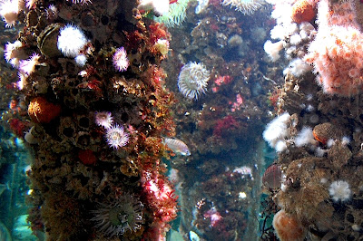 Capadia Designs: Aquarium Photo Inspiration