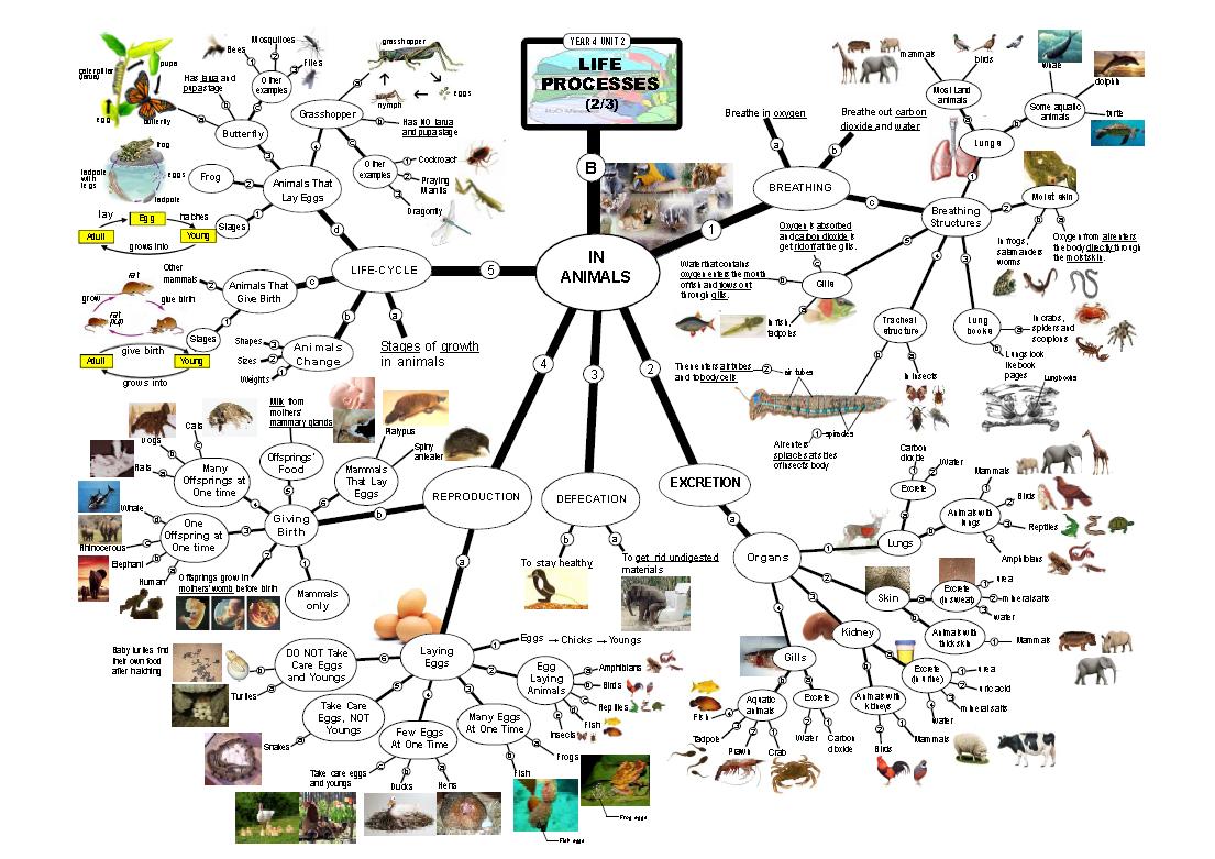 Bersama Cikgu Nurul AiN (~_~): "Mind Maps For Science UPSR E-Book"